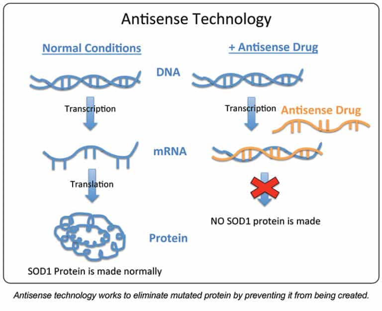 The ALS Association Support Paved the Way for Antisense Therapy | ALS ...